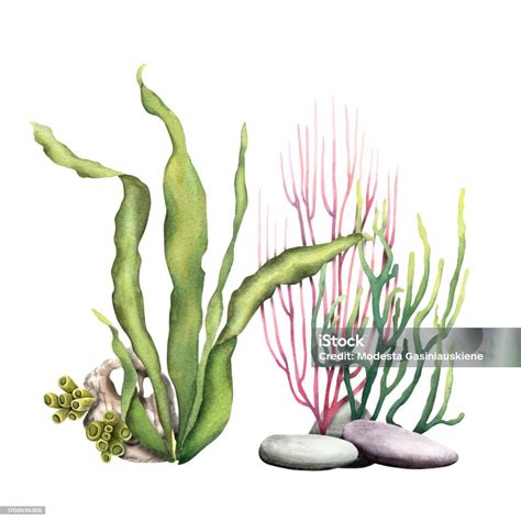 바다 산호와 식물로 수중 구성 수채화 그림은 클립 아트 카드 장식 패키지를 위해 흰색 배경에 분리되어 있습니다 그리기에 대한 스톡 벡터 아트 및 기타 이미지 Istock