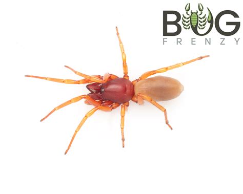 Slater Eating Spider Dysdera Crocata Bug Frenzy