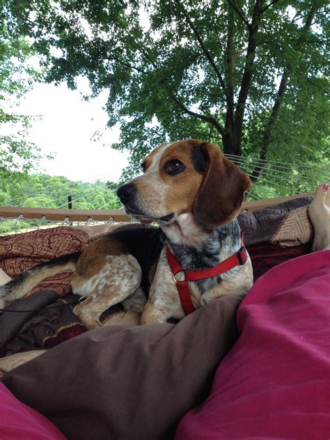 Blue Tick Beagle Sitting Under Tree