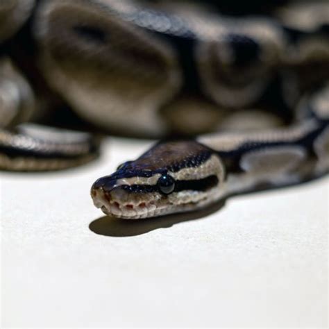 Ball Royal Python Flamingo Land Resort