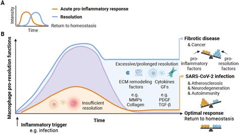 Macrophage Phenotypes And Functions Resolving Inflammation And