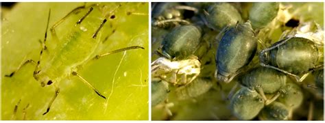 Aphids Microscopy Of Nature