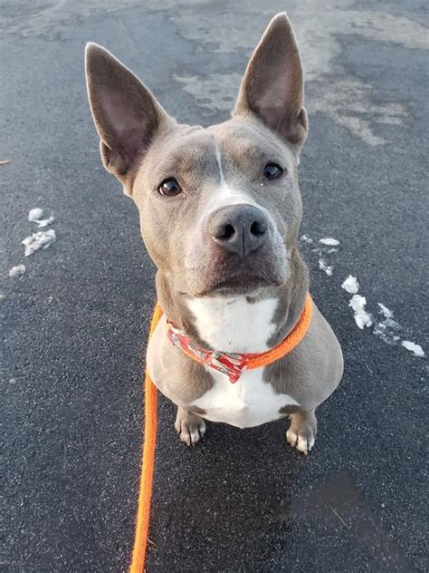 Meet Trudy This Gal Is Near Perfect Would Rather Lay On A Couch