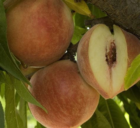 Peach Babcock White Stdroot Otto And Sons Nursery
