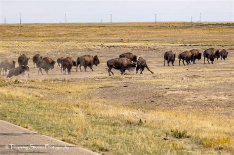 Buffalo Album On Imgur