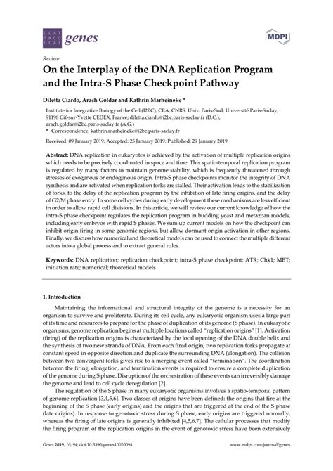 Pdf On The Interplay Of The Dna Replication Program And The Intra S