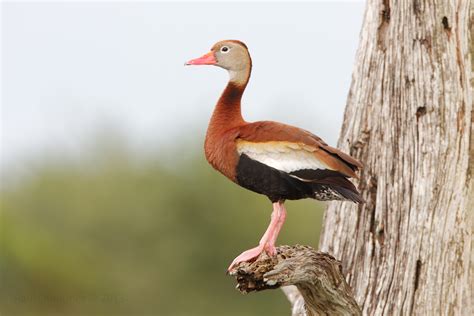 Black Bellied Whistling Duck Birdforum