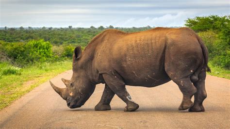 Wildlife Of Kruger National Park What You Can Expect Wild Safari Guide