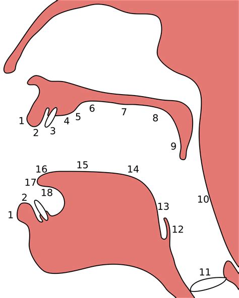 Px Places Of Articulation Svg Reza Ervani Institute