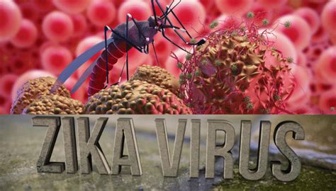 Karnataka Zika Virus A Comprehensive Update On The Situation