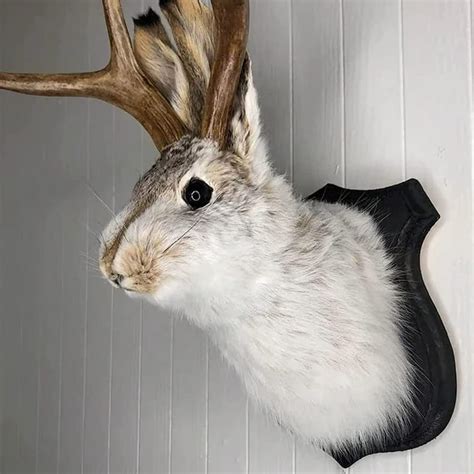 Jackalope