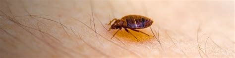 Bed Bug Service Green Earth Exterminators