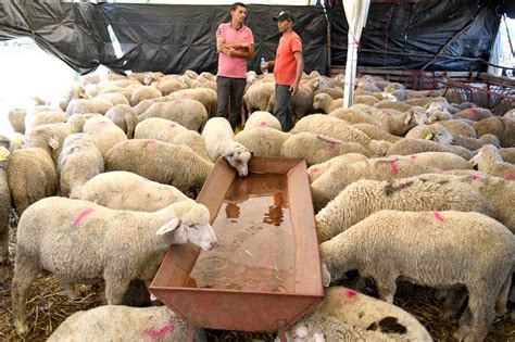وزير الفلاحة يقر بتراجع القطيع الوطني واستيراد أضاحي العيد يلامس نصف