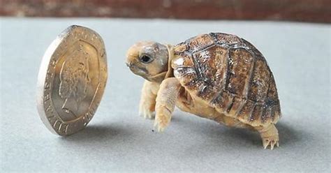 Tiny Turtle Imgur