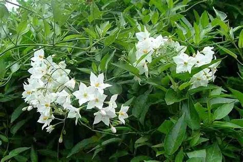 Solanum Laxum Alchetron The Free Social Encyclopedia