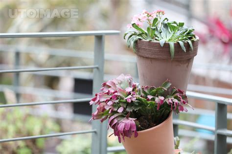 유토이미지 선인장화분