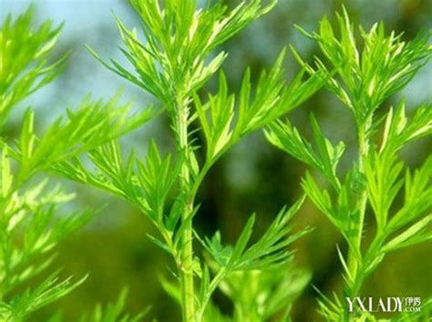 艾草洗脸有什么作用 用艾叶熏下身流了好多出来 随意云