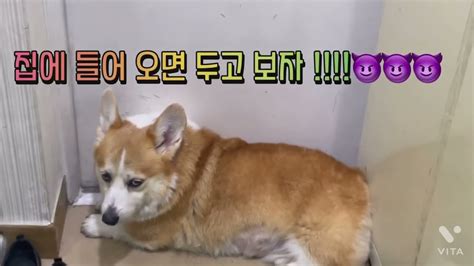 웰시코기 목욕한 후 주인 기다리기 땅 파기 기술쇼파 야간 탐지견짧은 다리 Youtube