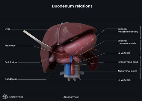 Duodenum Relations Anatomyapp