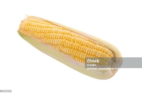 달콤한 옥수수 Cobs 커널 또는 흰색 배경에 고립 익은 옥수수의 곡물에 0명에 대한 스톡 사진 및 기타 이미지 0명