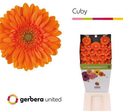 Dutchflowers Boeket 20x Germini Cuby 70cm Bol