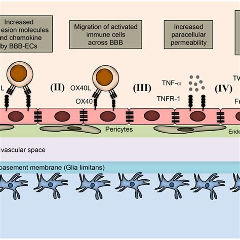 Tnfsf Receptorligand Interaction At Endothelial Bbb During