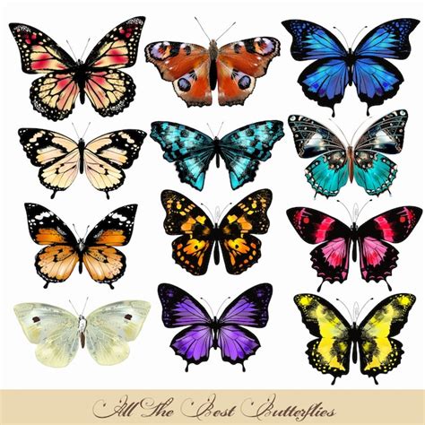 Premium Vector Coloured Butterflies Collection