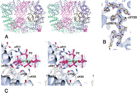 Molecular Architecture And Functional Model Of The Endocytic Ap2 Complex Cell