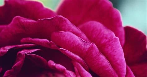 You Wont Believe How The Symbolism Of Eulers Number Shapes Everything Around You