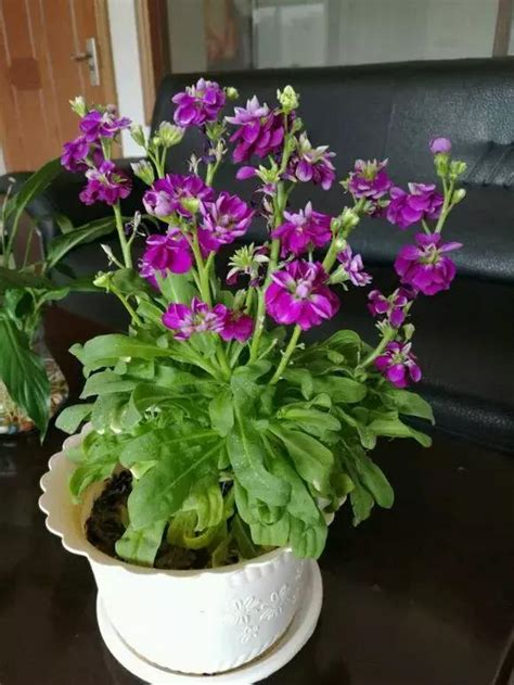 3種植物，又香又殺菌！養幾盆家人少生病 每日頭條