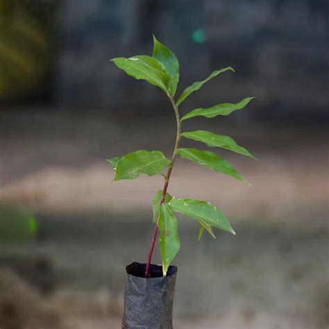 Insulin Costus Igneus Live Plant Seed2plant