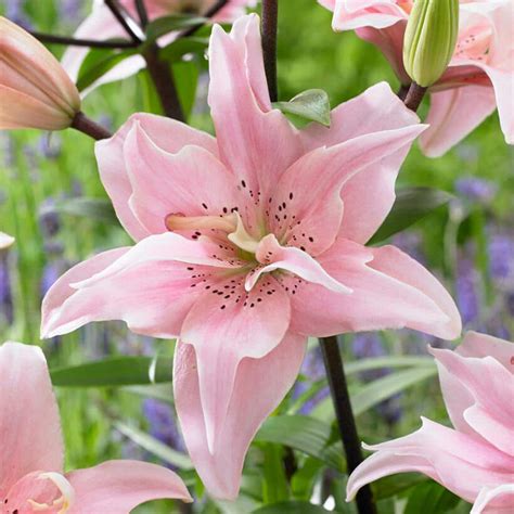 Garden State Bulb 14 Cm16 Cm Double Elodie Asiatic Lily Flower Bulbs