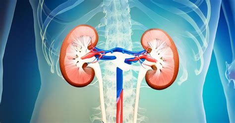 Tumor De Wilms Qué Es Y Cómo Se Trata Este Cáncer Que Suele Afectar A