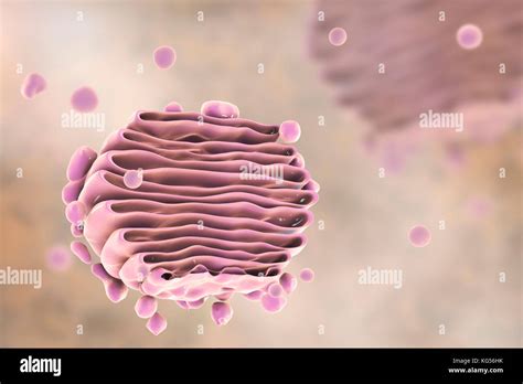 Golgi