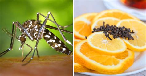 5 Trucos Caseros Para Que No Te Piquen Más Los Mosquitos