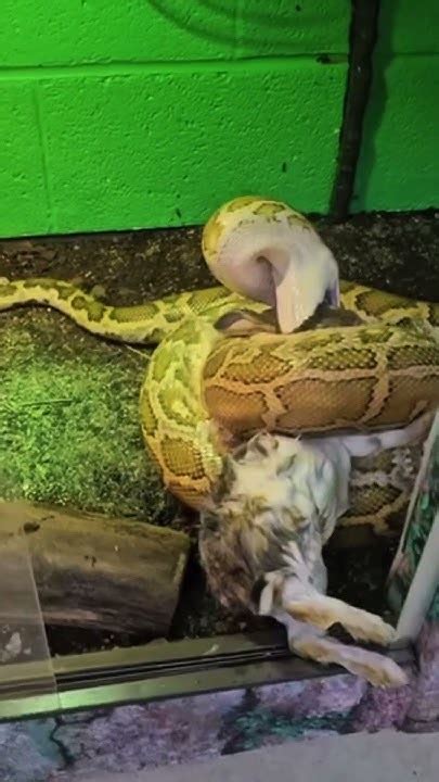 Huge Snake Eats A Rabbit Burmesepython Python Snakes Reptiles