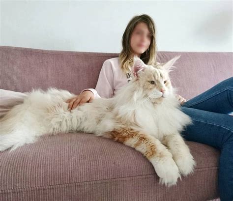 Maine Coon Cats Size