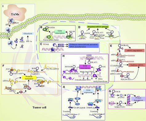 The Functions Of Lncrnas A Lncrnas Are Translated Into Polypeptides