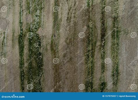 Old Cement Wall Algae Surface With Cement Wall Stock Image Image Of