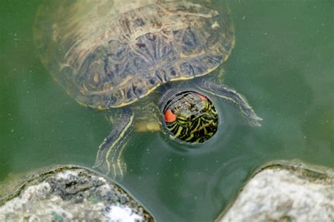 Premium Photo High Angle View Of Turtle In Water