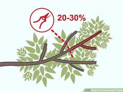 How To Prune Apricot Trees With Pictures Apricot Tree Prune Tree