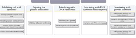 Mcb Homework Questions Ch20 Flashcards Quizlet