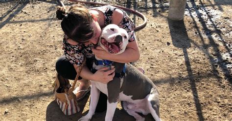 Mulher vê inesperadamente o seu cachorro na TV três anos depois de ele ter desaparecido