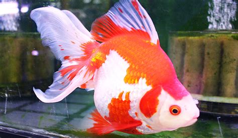 優勝した金魚に200万円高級金魚の価格がさらに高騰するのはナゼ Precious jpプレシャス