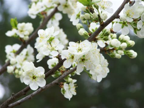 Циркон для вишни - Садовое обозрение/Garden review — LiveJournal