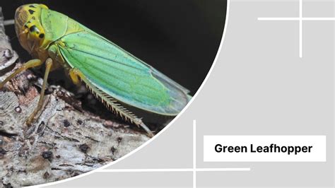 17 Types Of Leafhopper Identification With Pictures