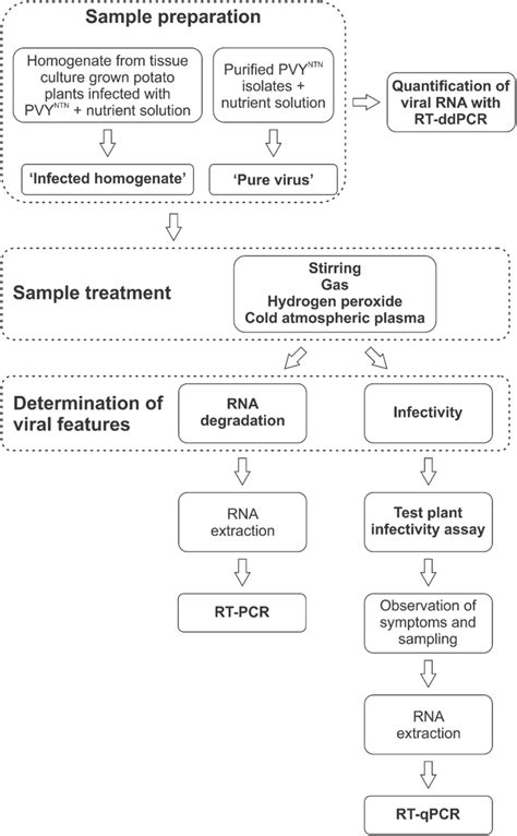 Schematic Representation Of The Experimental Design Download Scientific Diagram