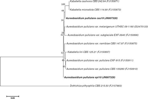 Phylogenetic Tree Showing The Placement Of Aureobasidium Pullulans And