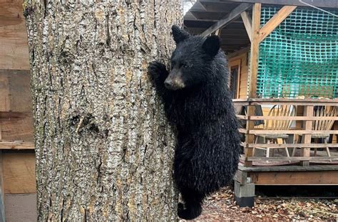 Orphaned Bear Cub Safely Rescued From Residential Princeton Street