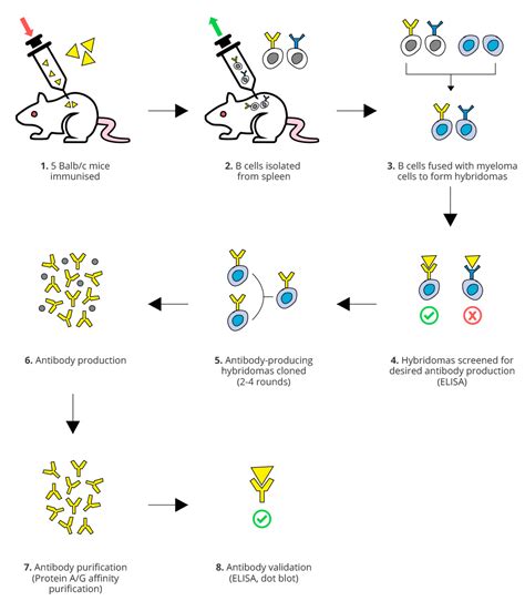 Biobasic Monoclonal Antibody Production Smartscience